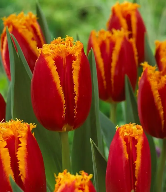 Buy Tulip Fabio Plants | Free Shipping Over $150