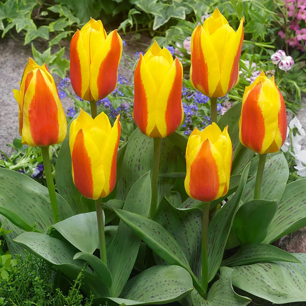 Buy Tulip First Love Plants | Free Shipping Over $150