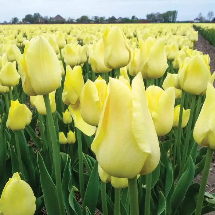 Buy Tulip Friendship Plants | Free Shipping Over $150
