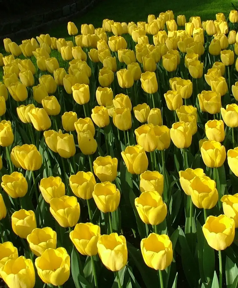 Buy Tulip Golden Parade Plants | Free Shipping Over $150