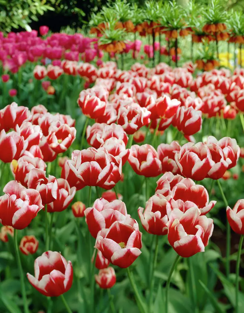 Buy Tulip Leen van der Mark Plants | Free Shipping Over $150