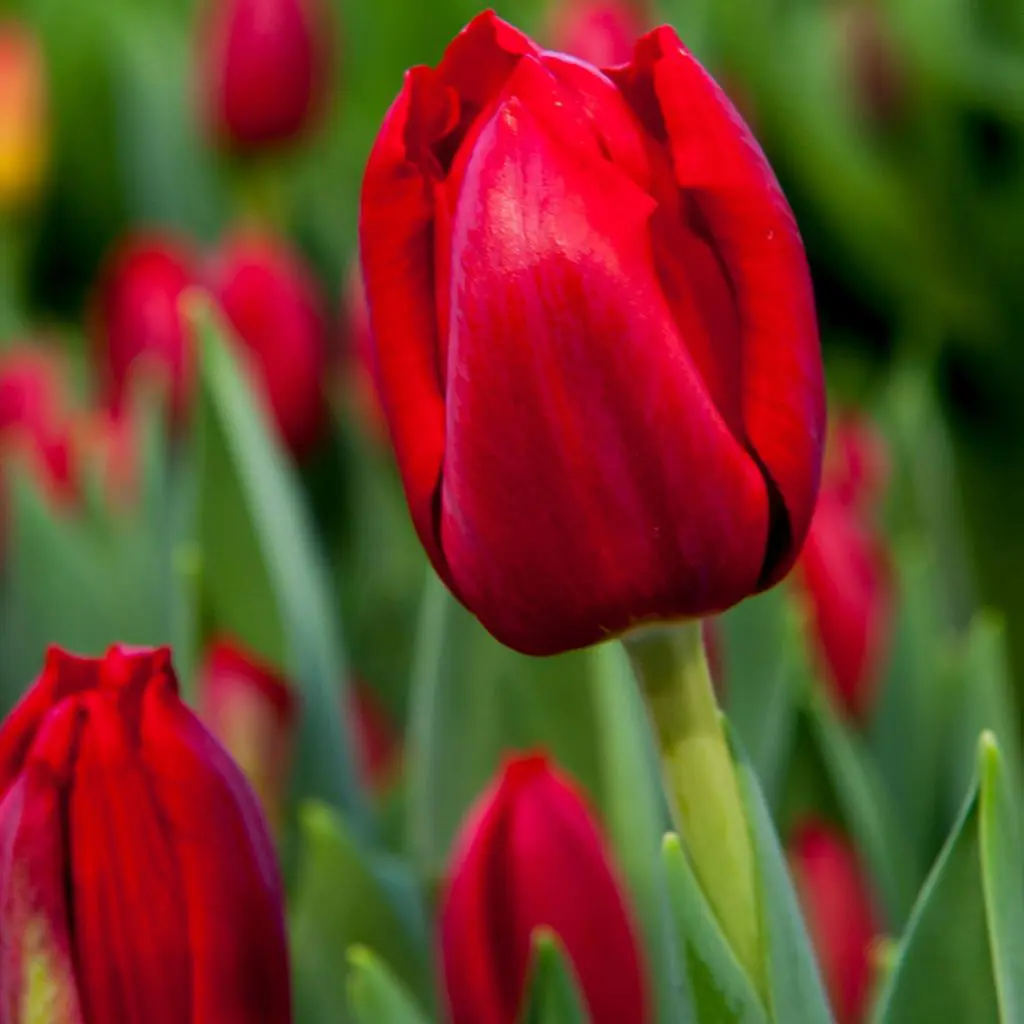 Buy Tulip London Plants | Free Shipping Over $150