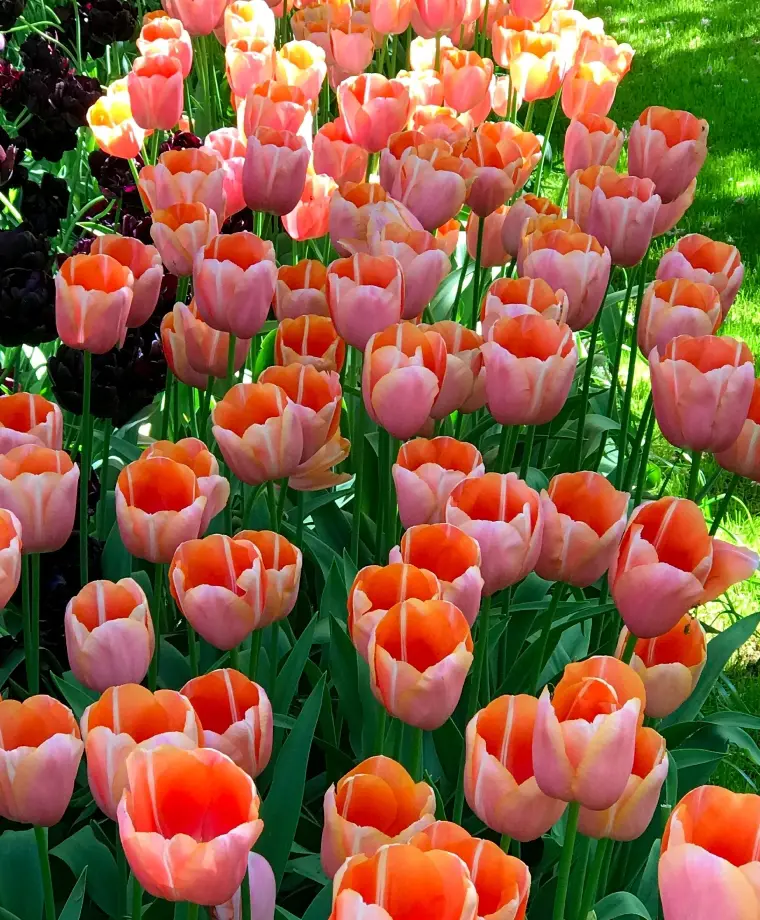Buy Tulip Menton Unique Plants | Free Shipping Over $150
