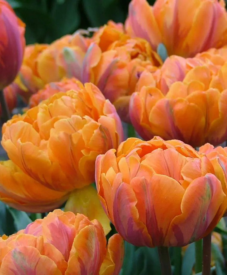 Buy Tulip Orange Princess Plants | Free Shipping Over $150