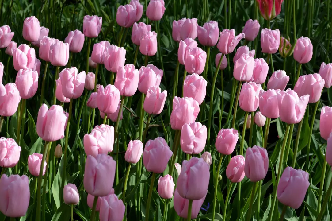 Buy Tulip Pink Diamond Plants | Free Shipping Over $150