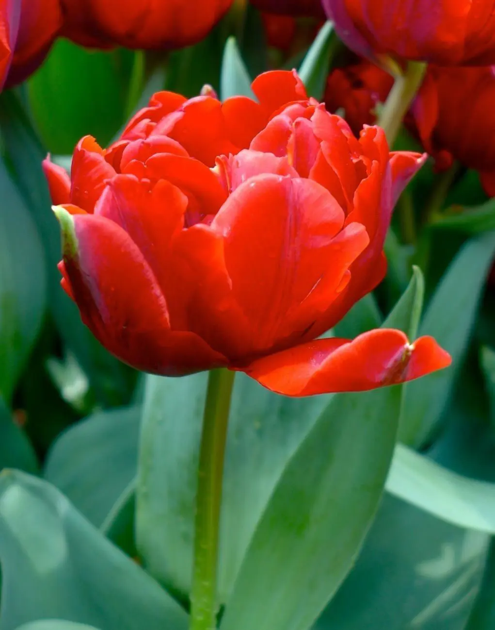 Buy Tulip Red Princess Plants | Free Shipping Over $150