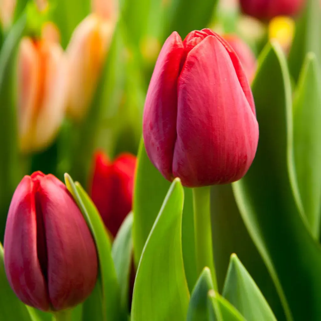 Buy Tulip Red Rover Plants | Free Shipping Over $150