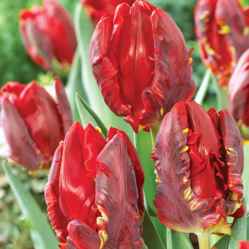 Buy Tulip Rococo Plants | Free Shipping Over $150