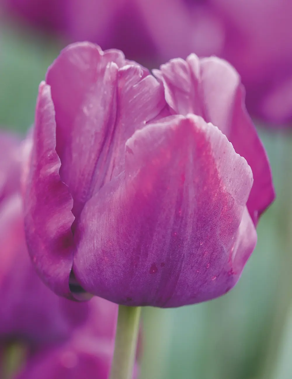 Buy Tulip 'Saigon' | Free Freight Over $150