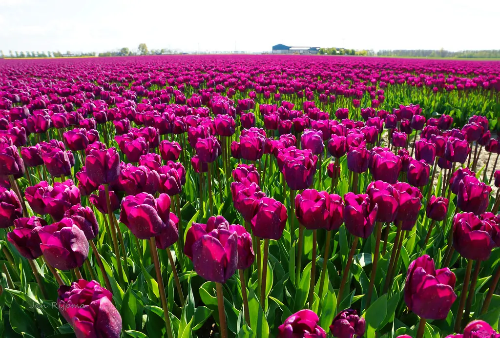 Buy Tulip Saigon Plants | Free Shipping Over $150