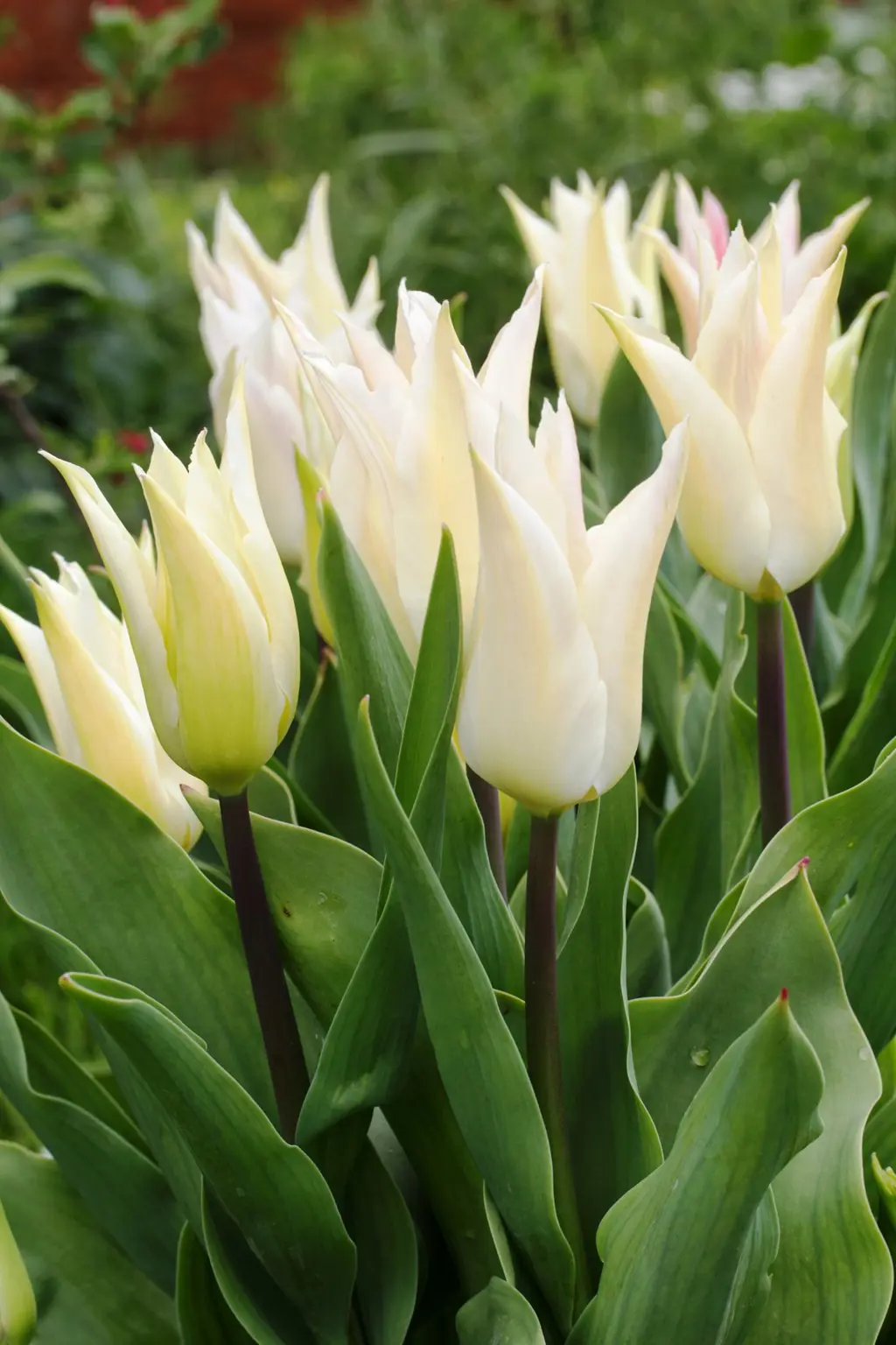 Buy Tulip Tres Chic Plants | Free Shipping Over $150