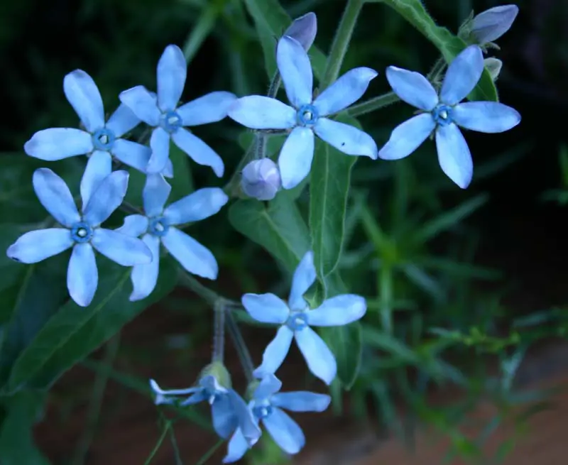 Buy Tweedia caerulea Plants Online | Free Shipping NZ Wide