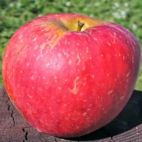 Buy Apple Tydeman's Late Orange Plants | Free Shipping Over $150