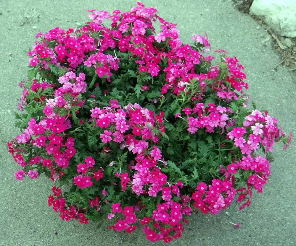 Buy Verbena erinoides Lipstick Plants | Free Shipping Over $150