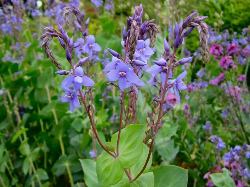 Buy Veronica perfoliata Plants Online | Free Shipping NZ