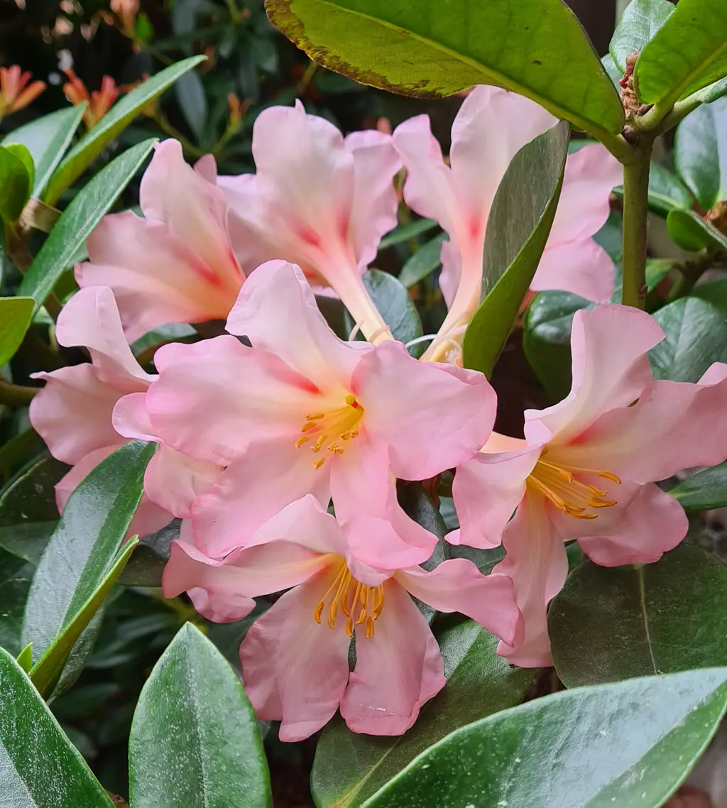Buy Rhododendron Vireya ‘Jean Baptiste’ NZ | Free Shipping