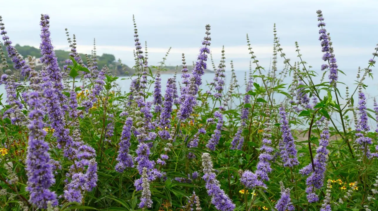 Buy Vitex agnus-castus (Chaste Tree) | Free Shipping NZ Wide