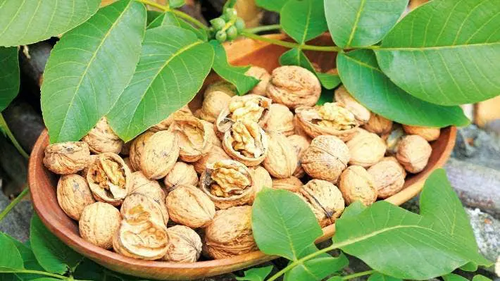 Buy Walnut Shannon Plants | Free Shipping Over $150