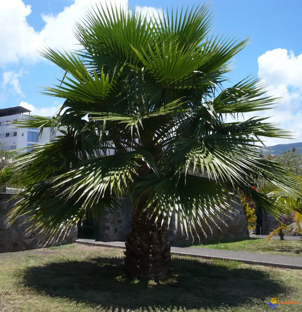 Buy Washingtonia robusta Plants | Free Shipping Over $150