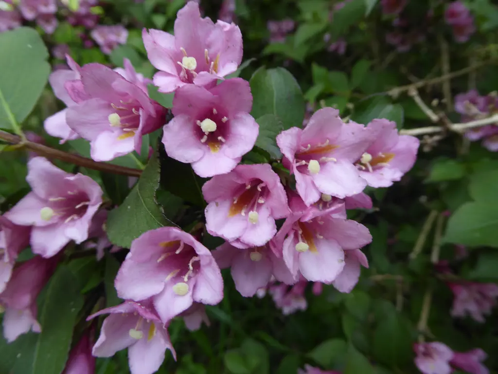 Buy Weigela florida Purpurea Plants | Free Shipping Over $150