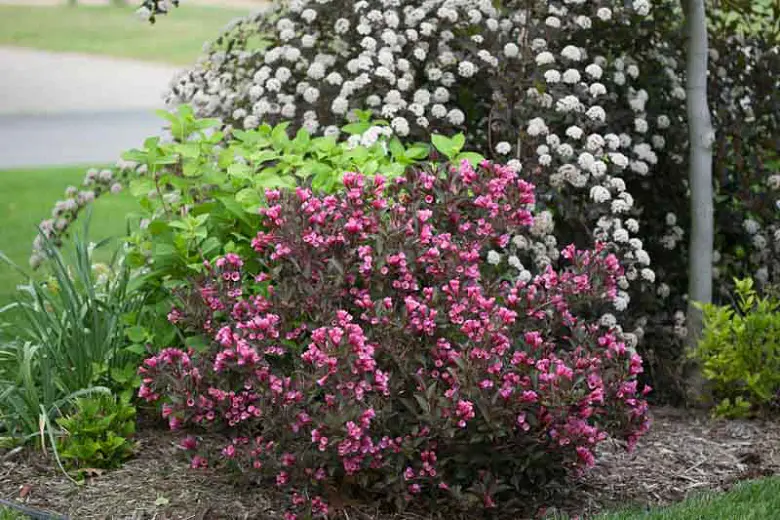 Weigela Hedge Weigela Florida Spring Planting Bare Root Shrub By