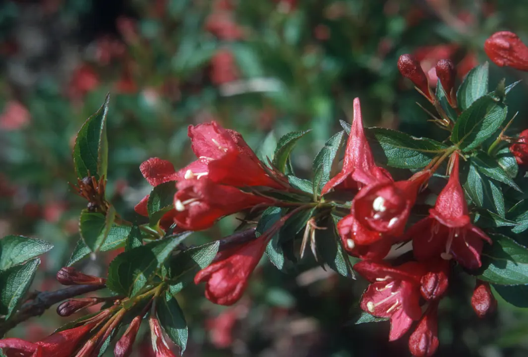 Buy Weigela Newport Red Plants | Free Shipping Over $150