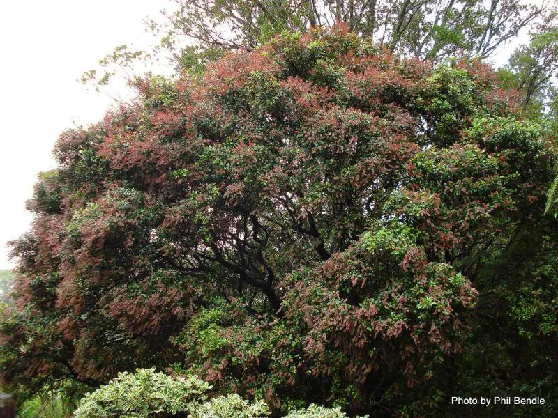 Buy Weinmannia silvicola (Towai) Plants Online NZ