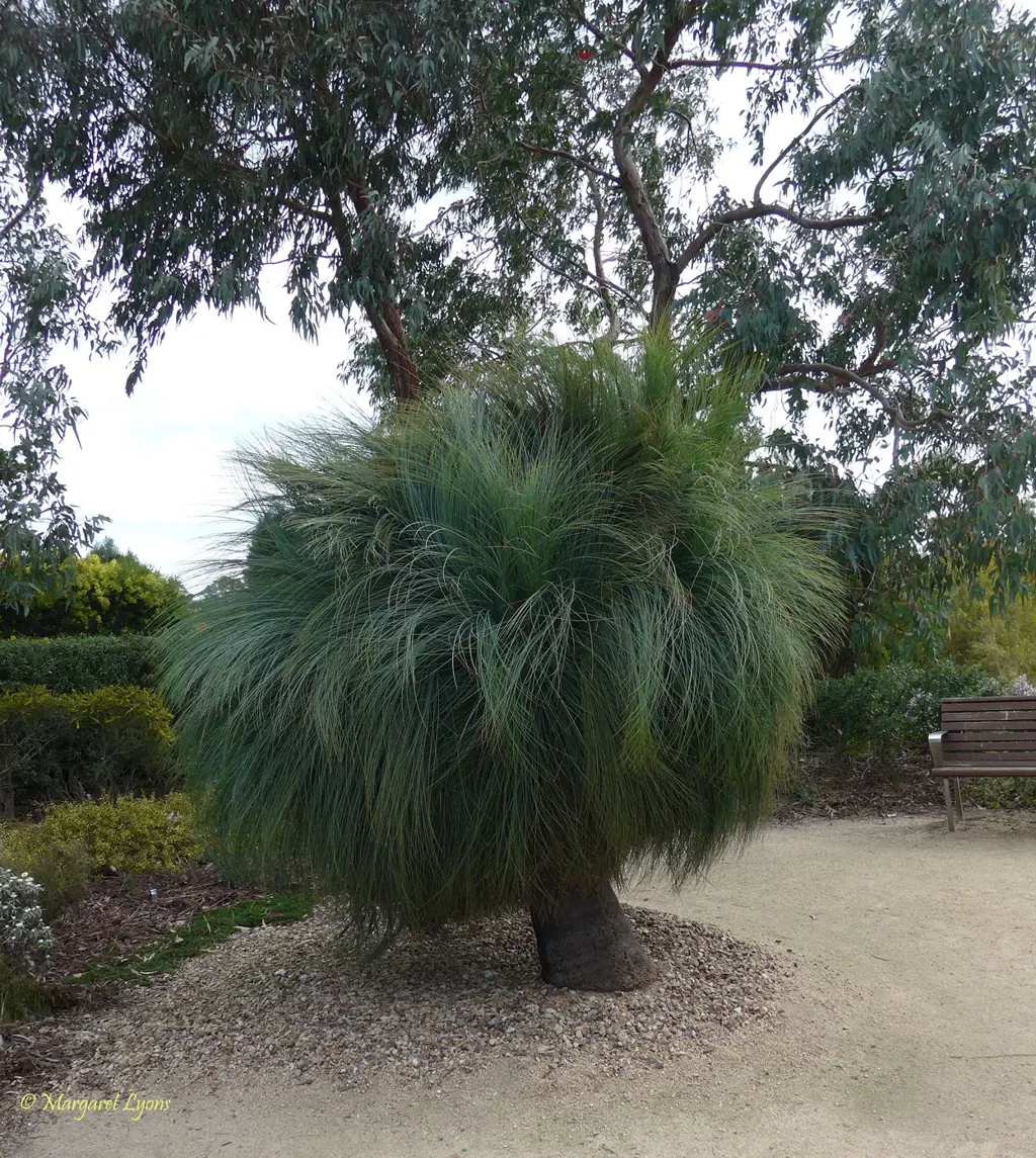 Buy Xanthorrhoea australis Plants | Free Shipping Over $150
