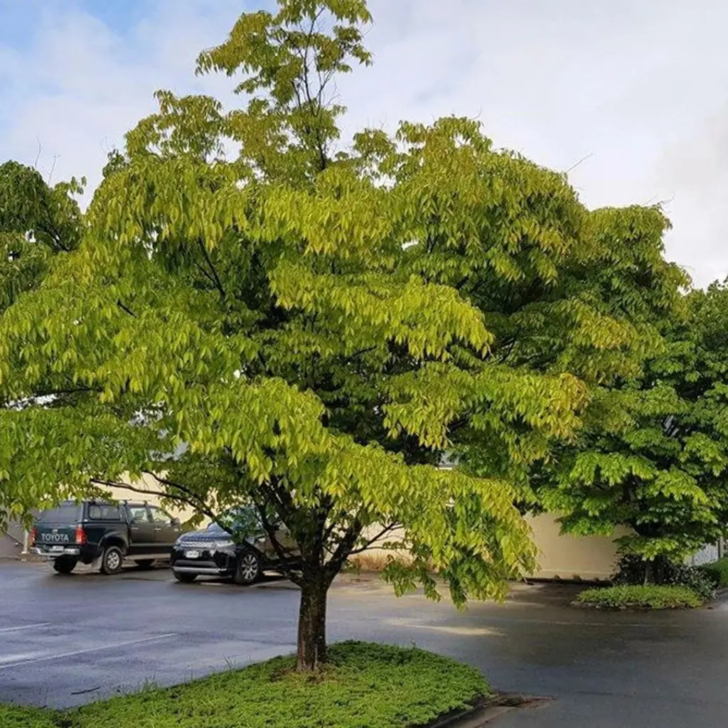 Buy Zelkova serrata Plants | Free Shipping Over $150