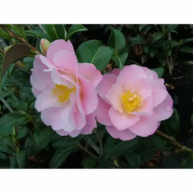 Buy Camellia 'Sugar and Spice' | Free Freight Over $150