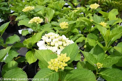 Best Hydrangea Bridal Bouquet In NZ | Free Shipping Option
