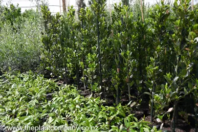 Buy Hymenosporum flavum | Free Freight Over $150