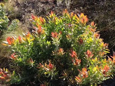 Leucadendron Fireglow | Free Freight Option