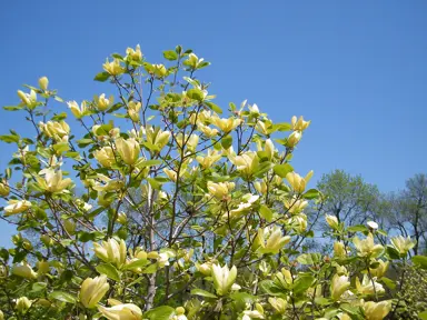 Best Magnolia Solar Flair In NZ | Free Shipping Option