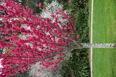Buy Eucalyptus pulverulenta 'Baby Blue' | Free Freight Over $150