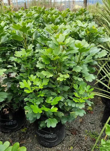 Best Pseudopanax Cyril Watson In NZ | Free Shipping Option