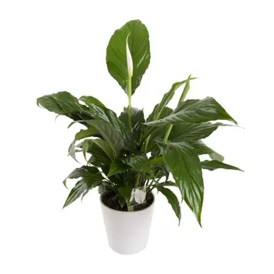 Spathiphyllum Silvana - Peace Lily | Free Freight Option