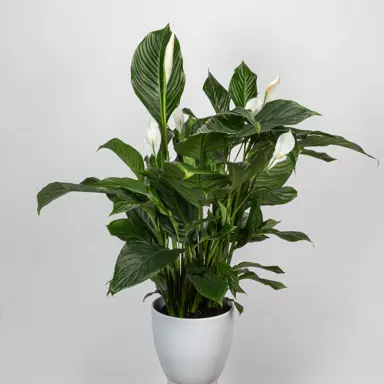 Spathiphyllum Silvana | Free Freight Option