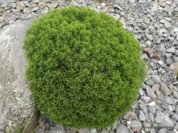 NZ Native Planting With Flaxes And Hebes